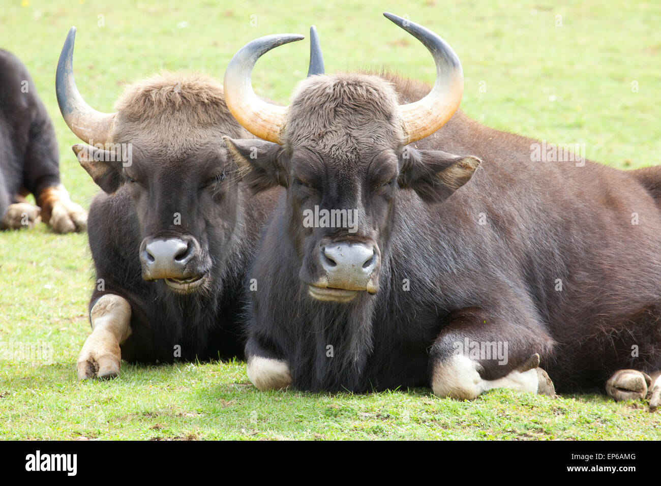 Two Indian Bison sitting in a field Stock Photo - Alamy