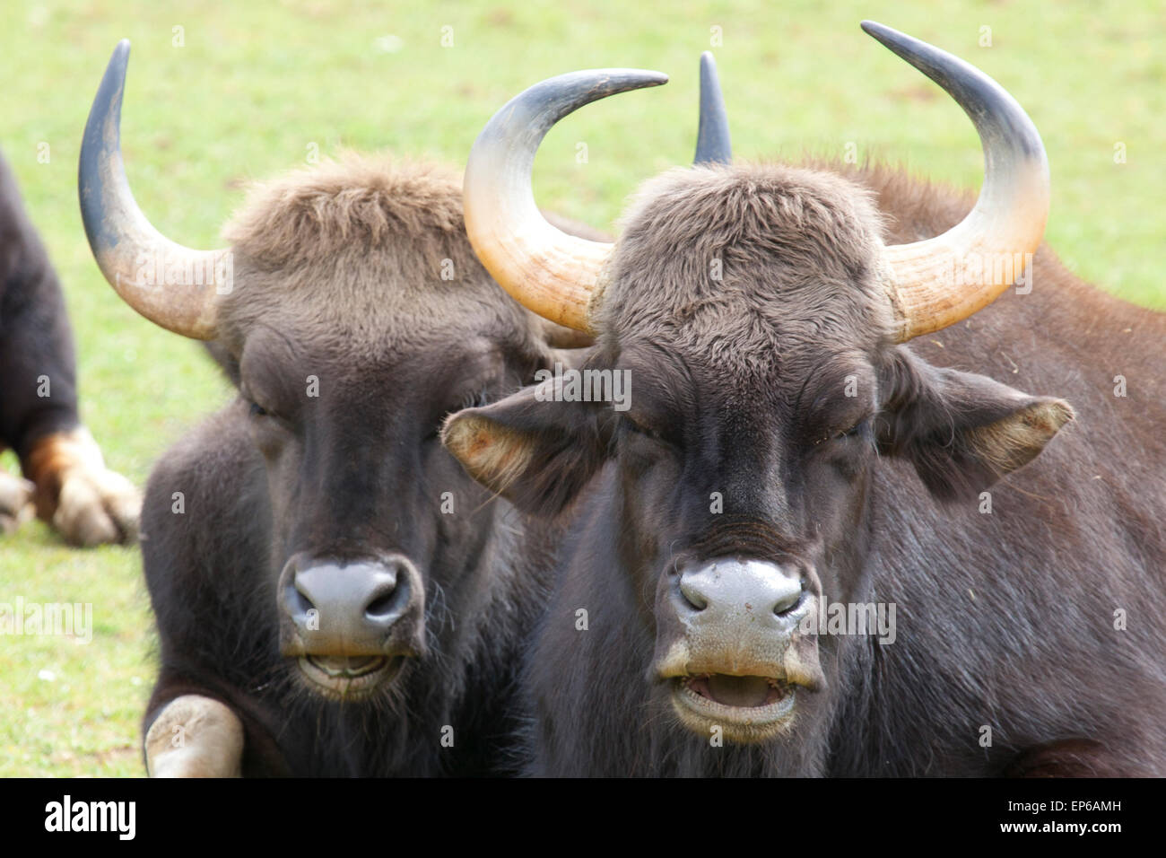 Two Indian Bison sitting in a field Stock Photo - Alamy