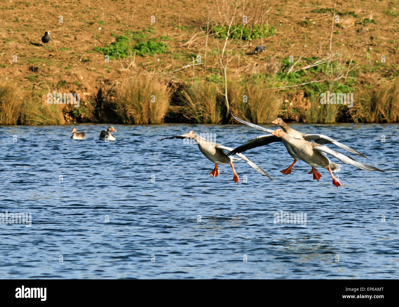 Greylag Geese coming in to land Stock Photo - Alamy