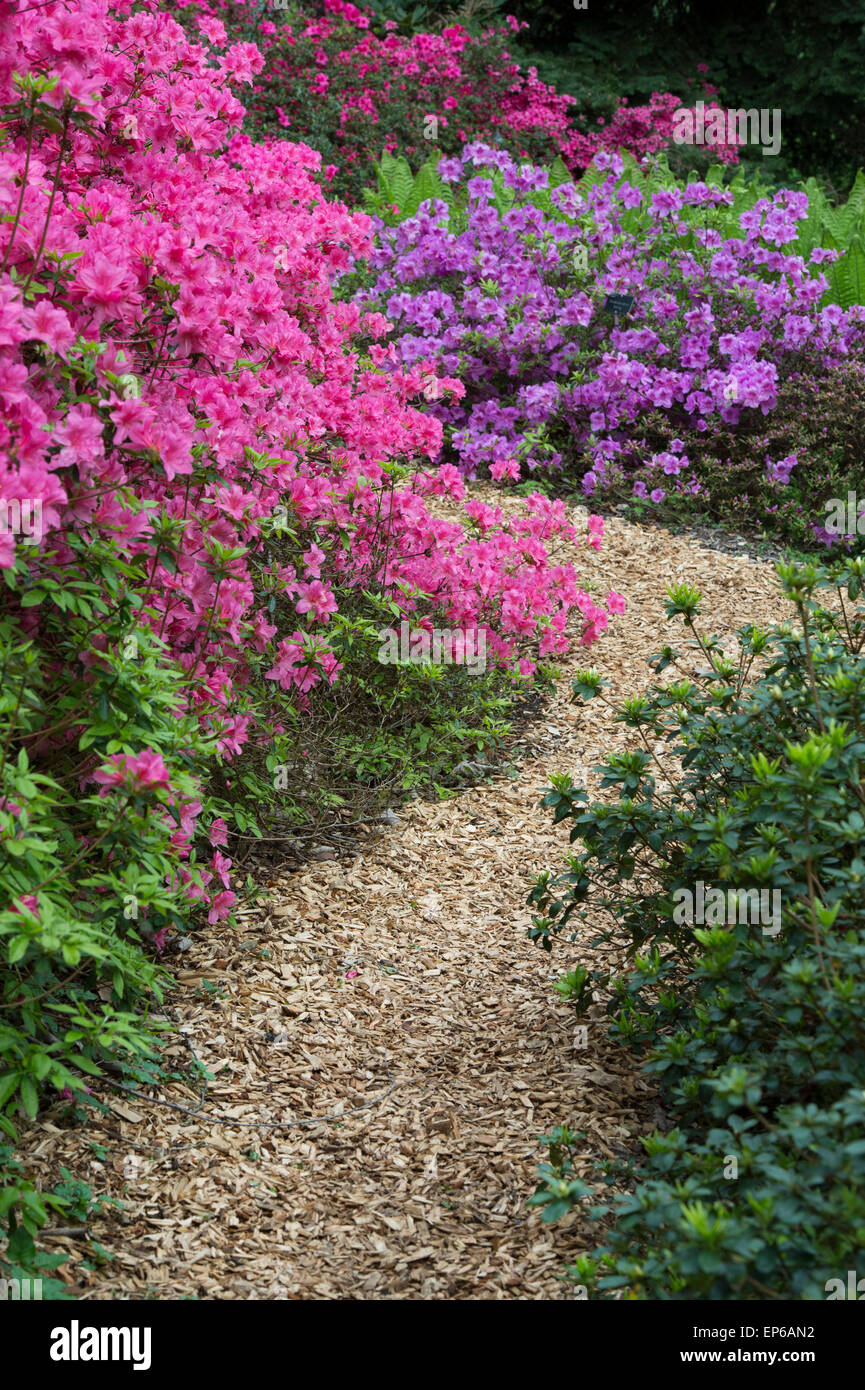 Wood chip pathway in between flowering rhododendron shrubs at RHS ...