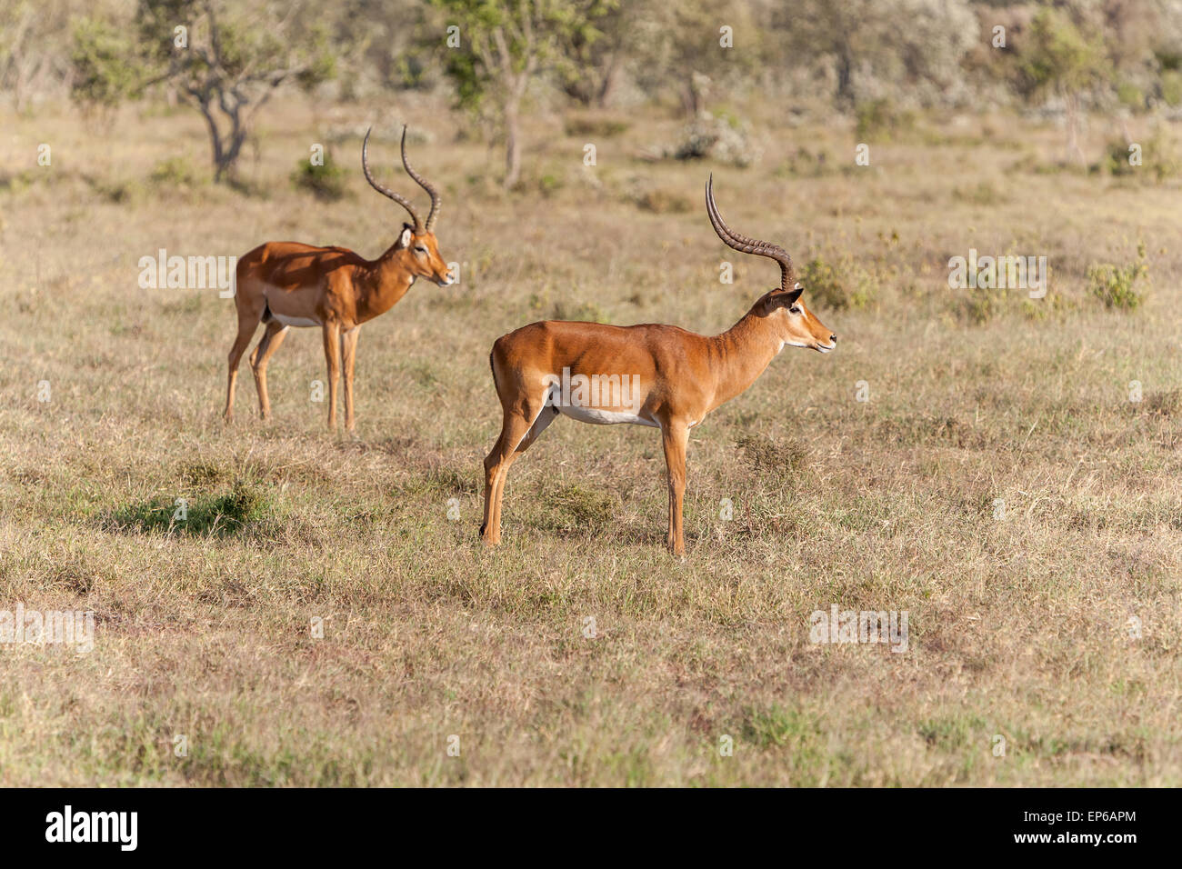 Two antelopes on a background of grass Stock Photo - Alamy