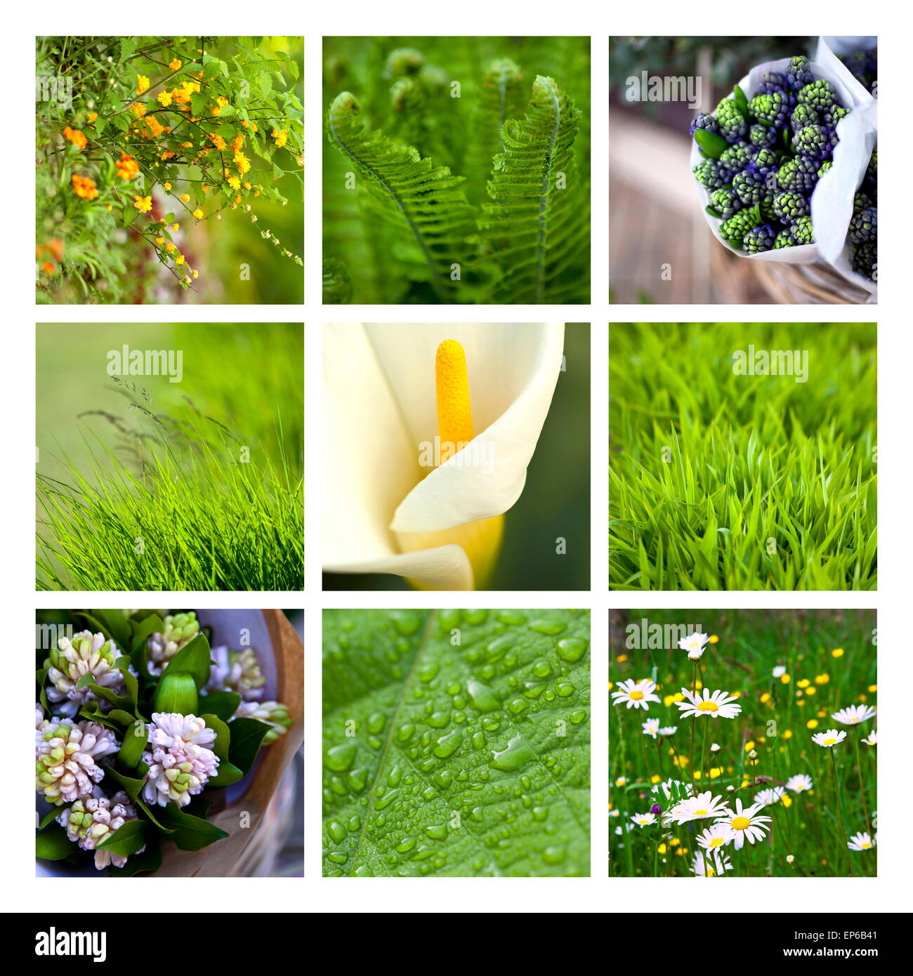 Plants, flowers and grass on a collage Stock Photo - Alamy