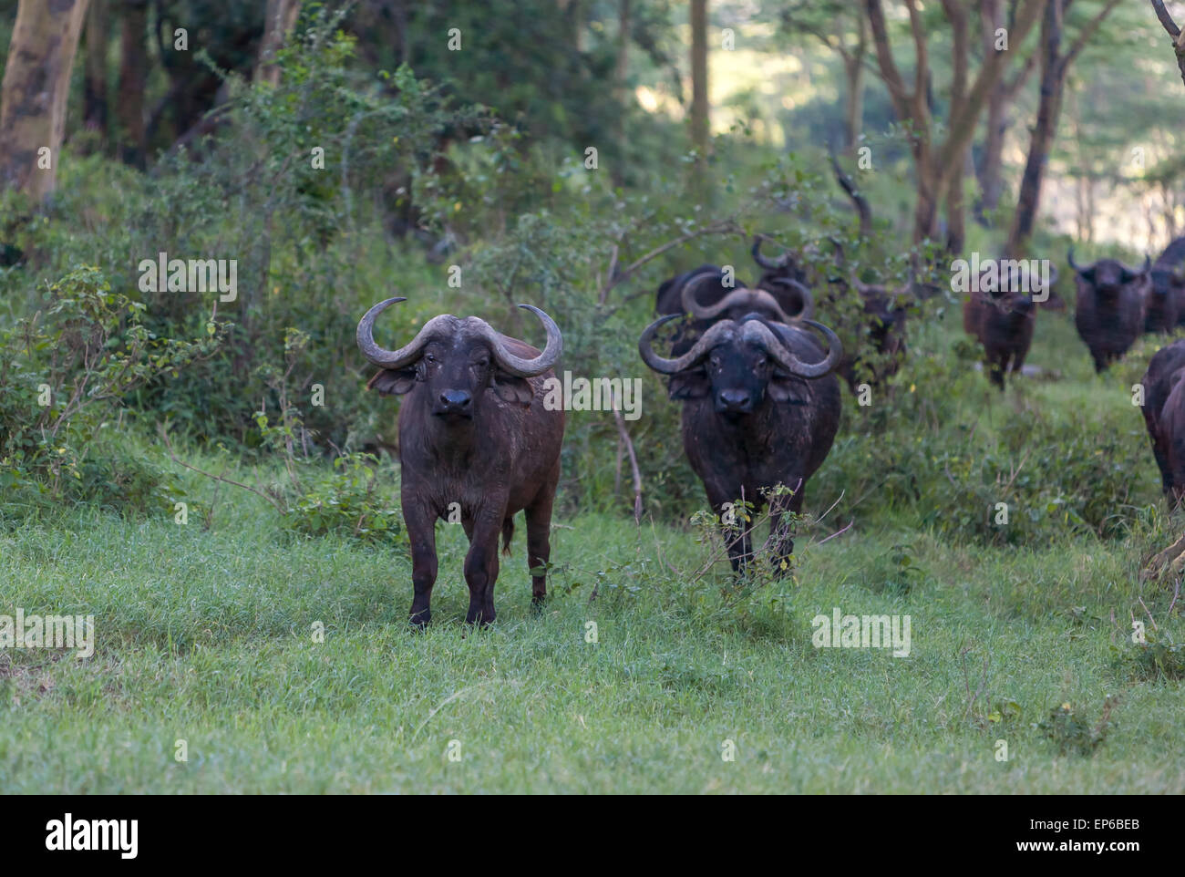 Large african wild cattle hi-res stock photography and images - Alamy