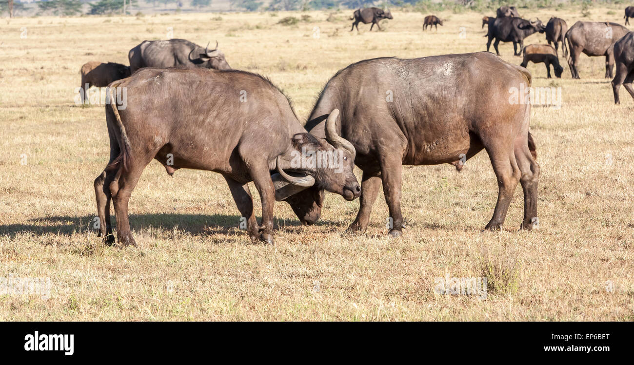Large african wild cattle hi-res stock photography and images - Alamy
