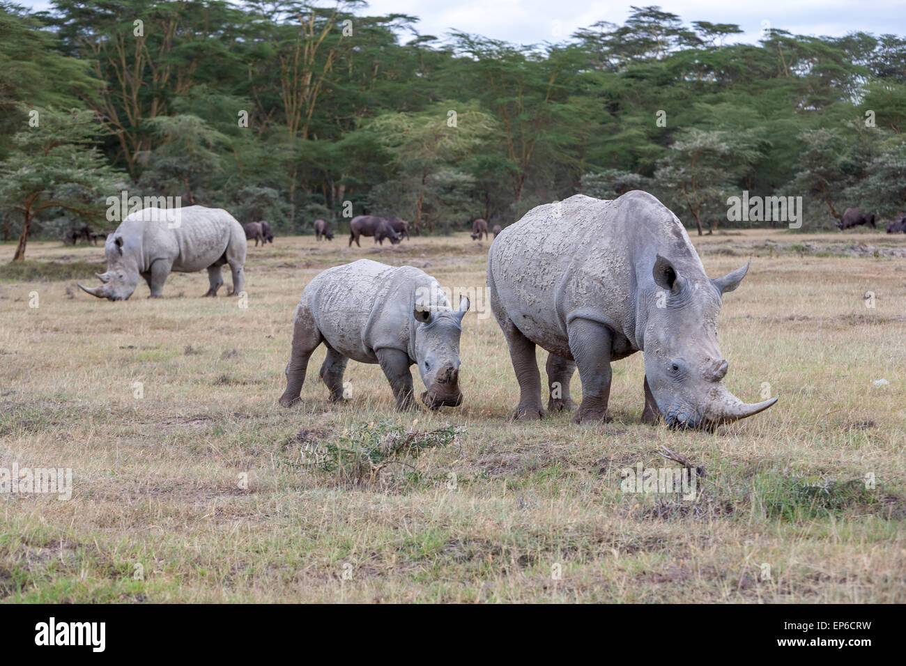 Safari - rhinos Stock Photo - Alamy