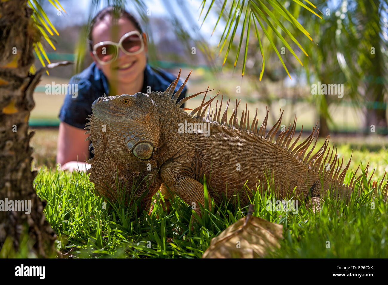 portrait of tropical iguana Stock Photo - Alamy