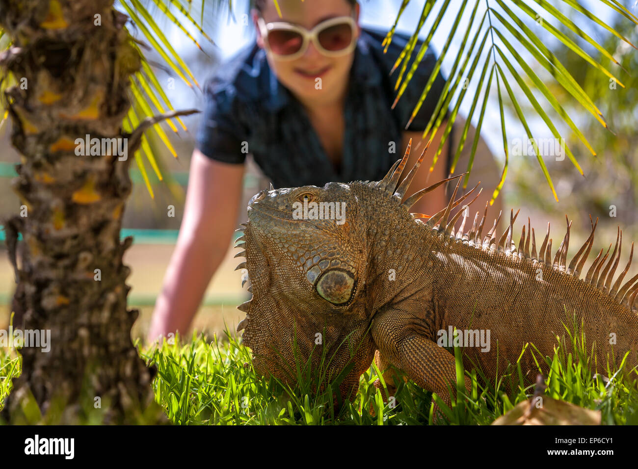 portrait of tropical iguana Stock Photo - Alamy