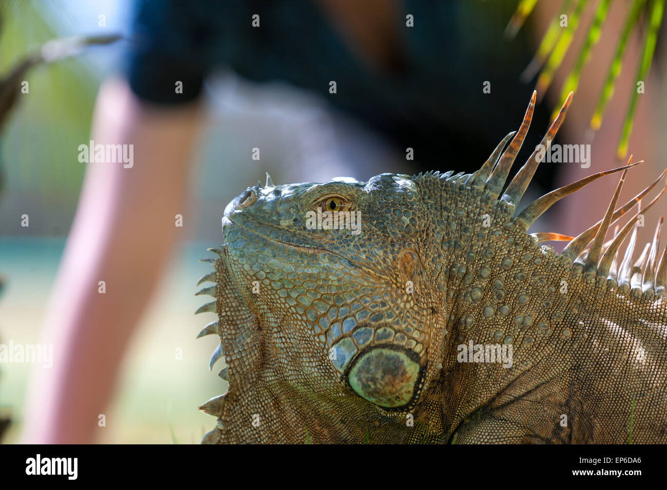 portrait of tropical iguana Stock Photo - Alamy