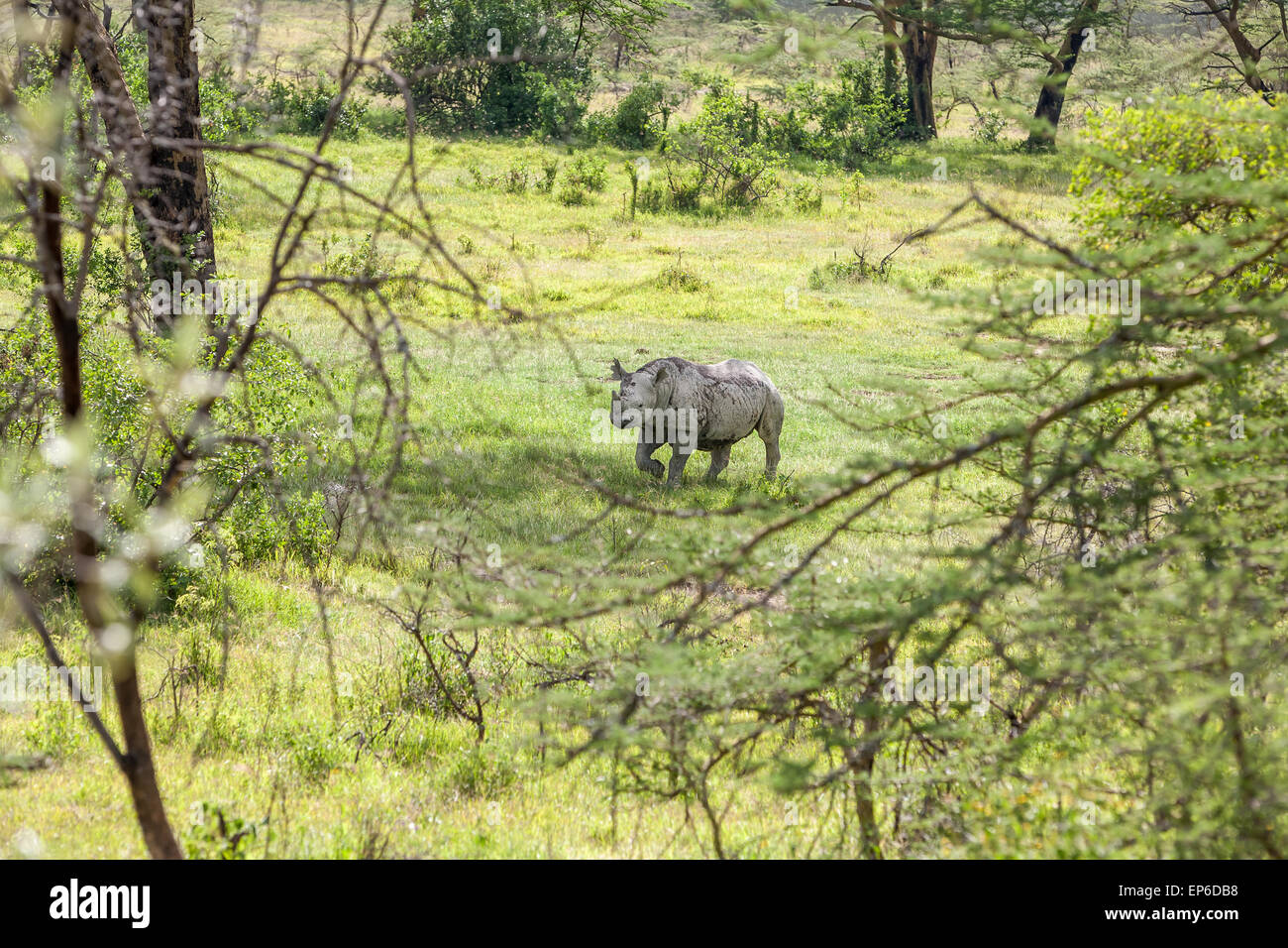 Safari - rhino Stock Photo - Alamy
