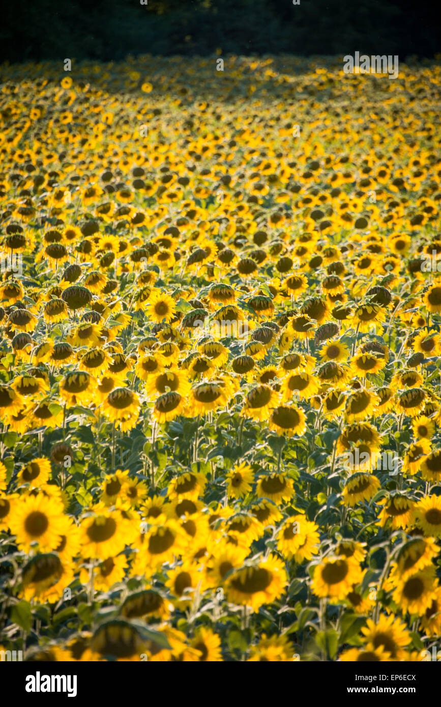 Sunflower field during bright summer day Stock Photo - Alamy
