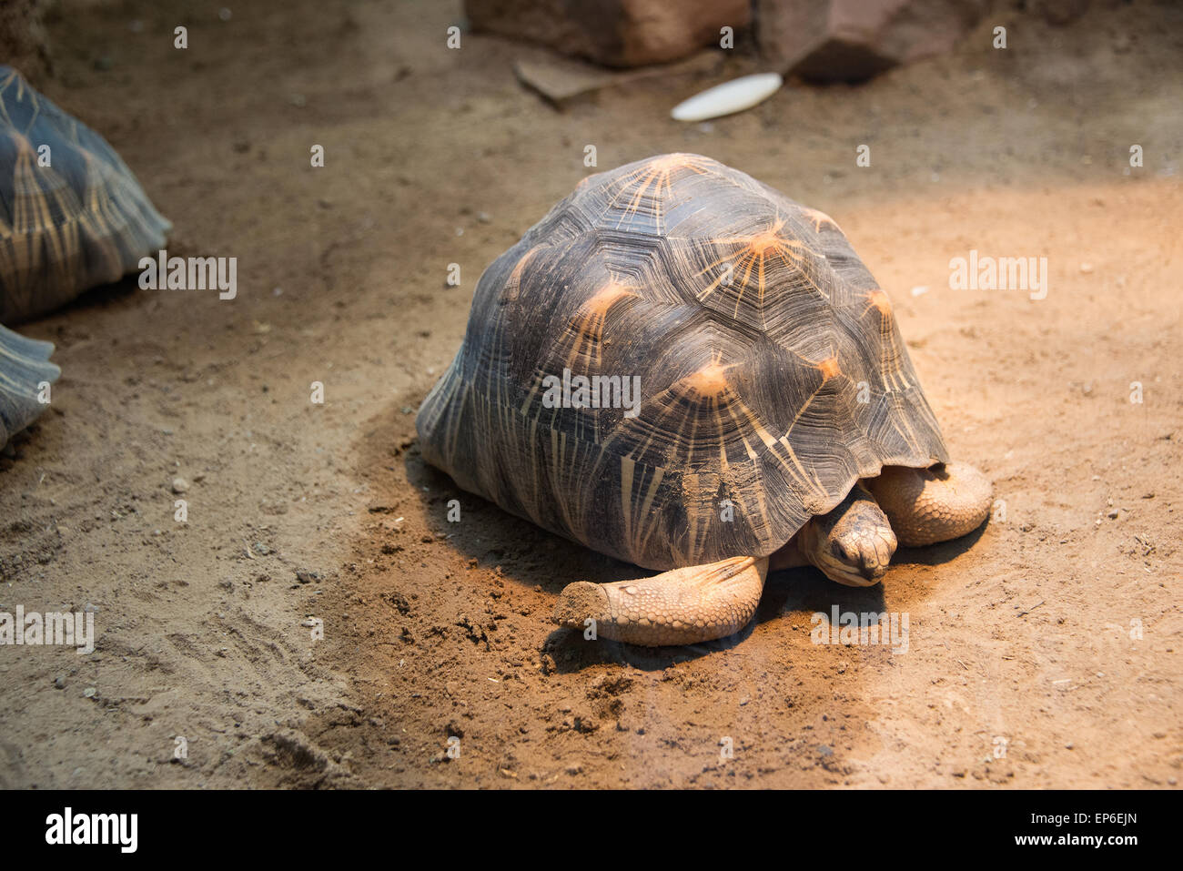 Turtle walking slowly across the field Stock Photo - Alamy