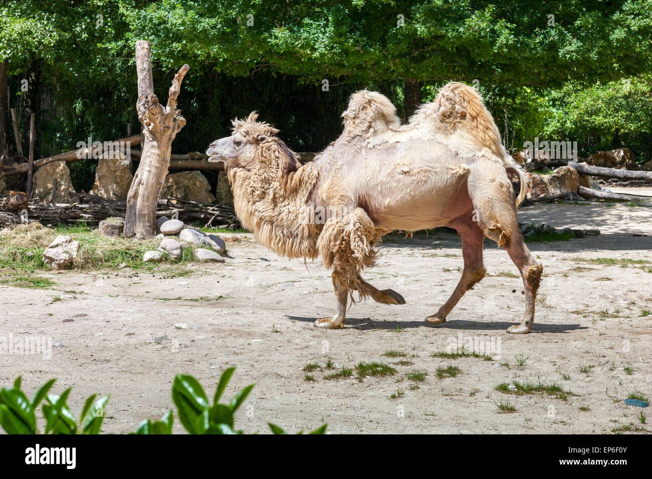 Animal hump hi-res stock photography and images - Alamy