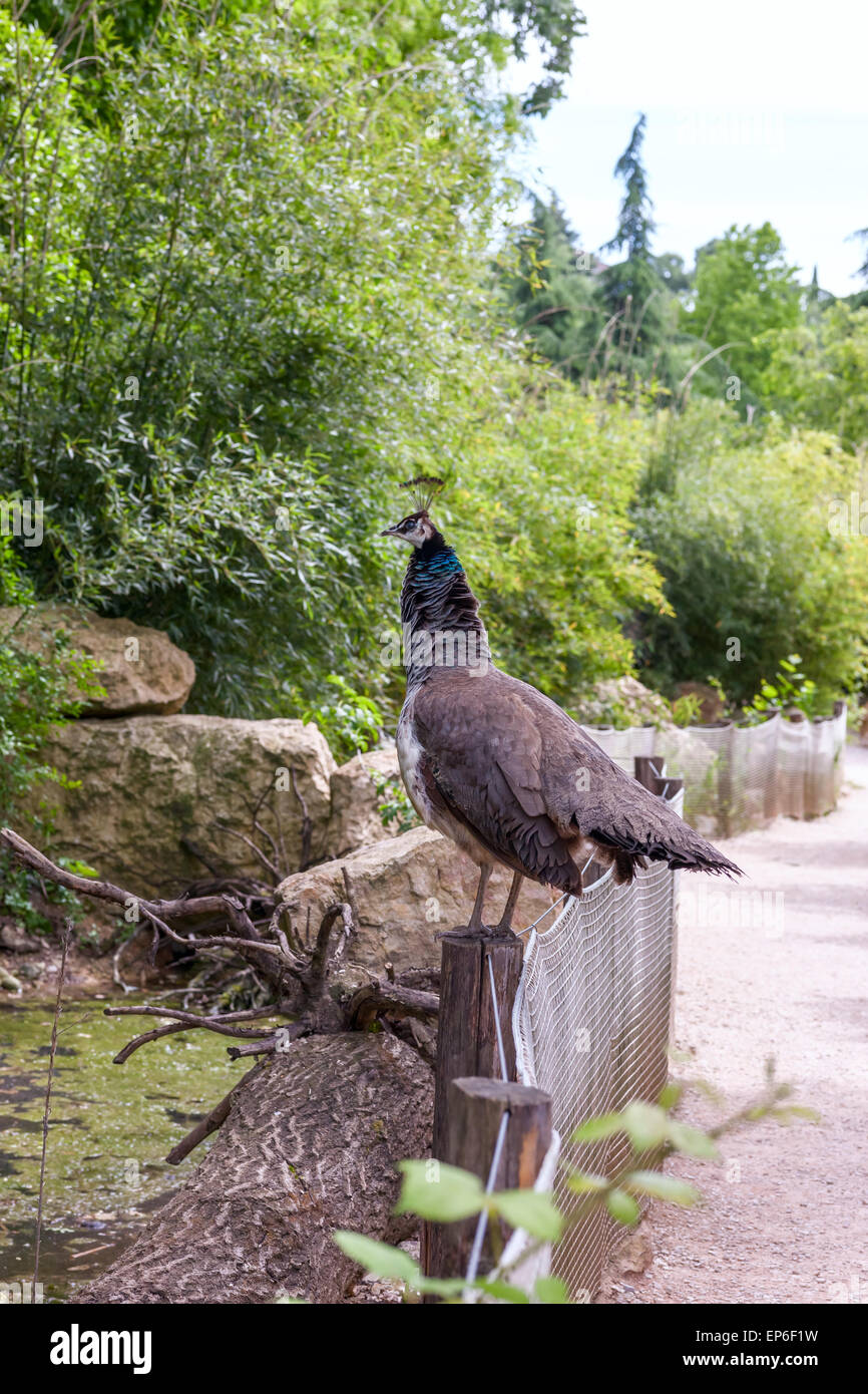 Guinea fowl Africa Stock Photo - Alamy
