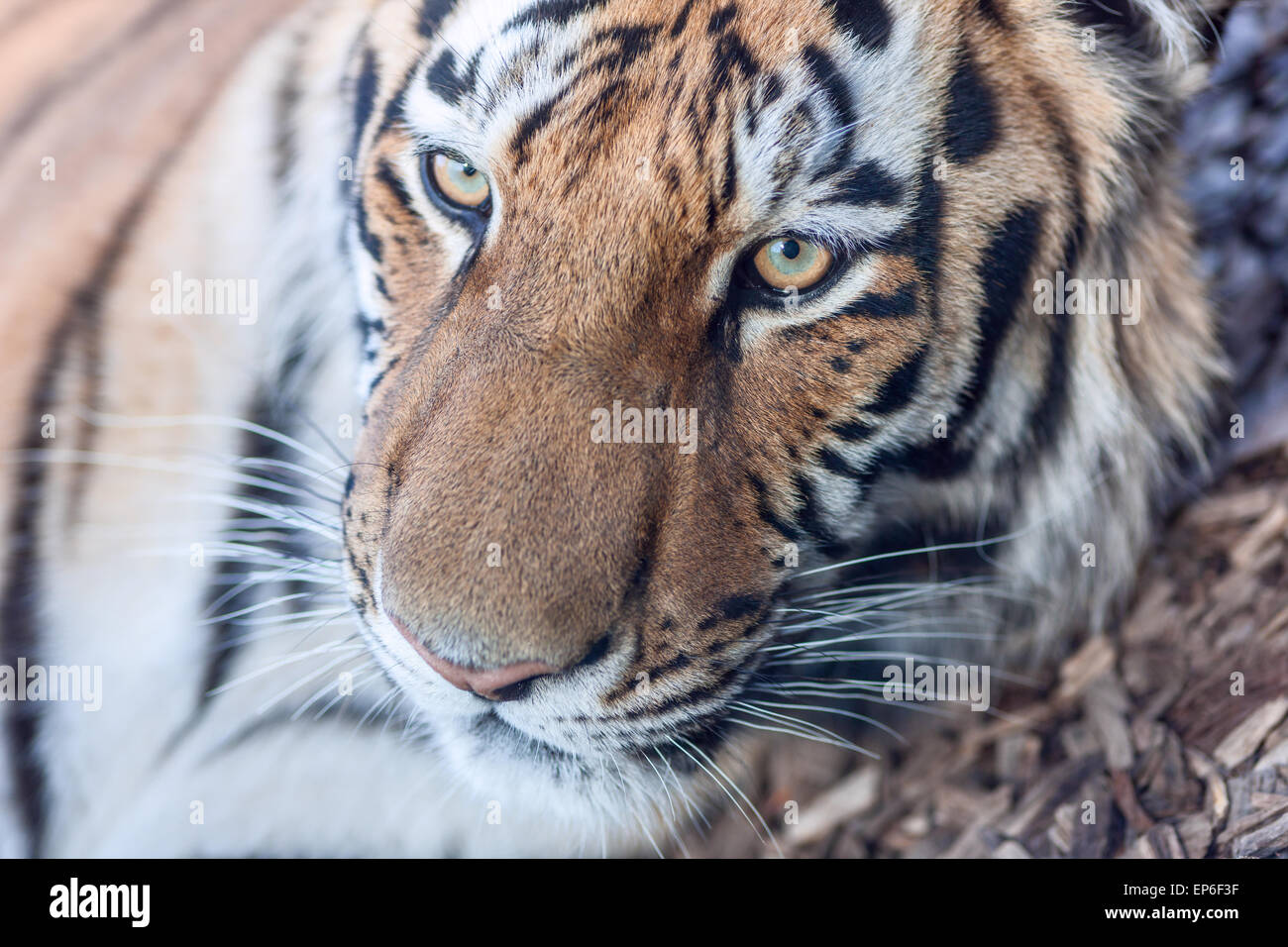 tiger head close-up Stock Photo - Alamy