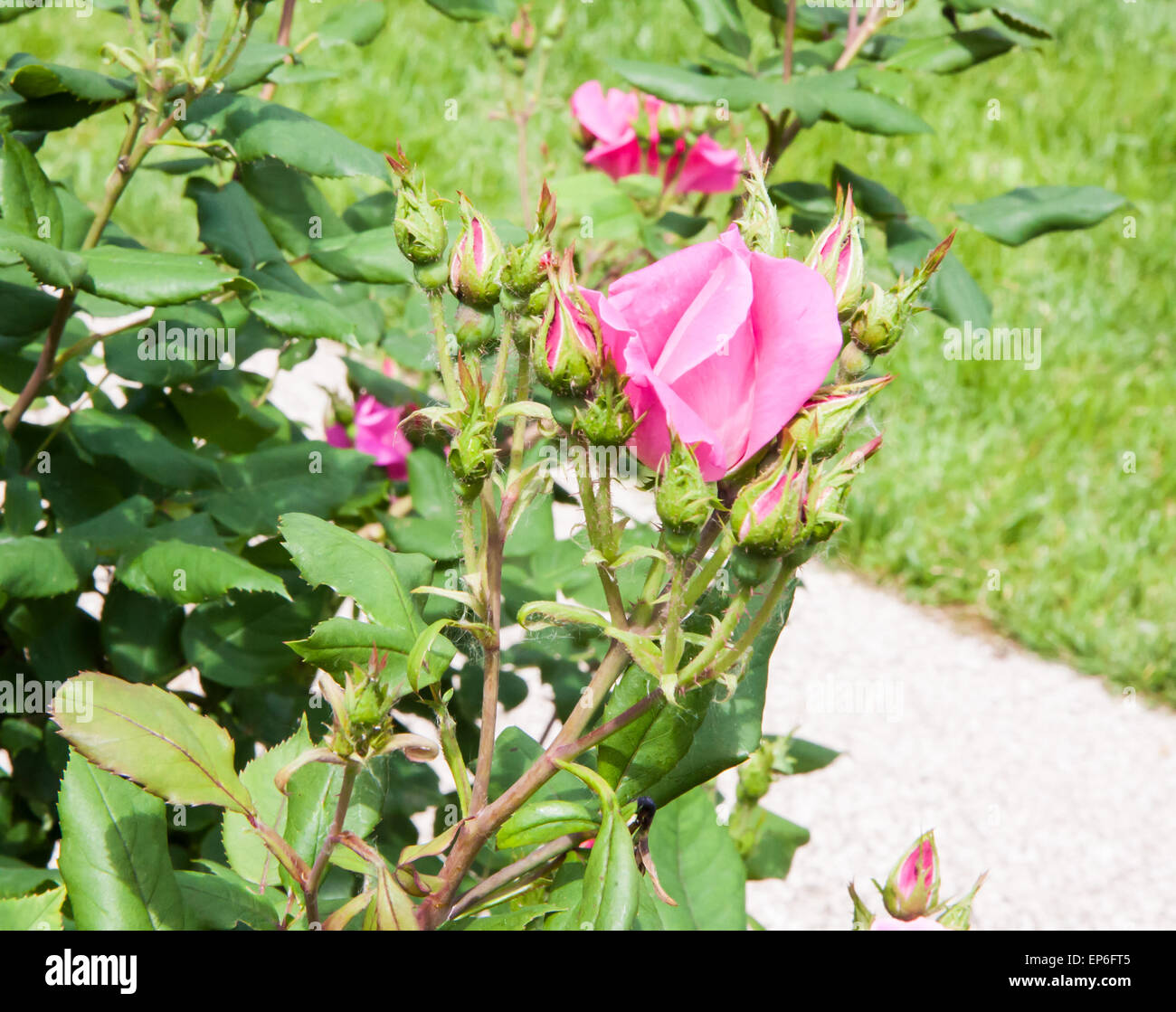 Pink rose buds bouquet hi-res stock photography and images - Alamy
