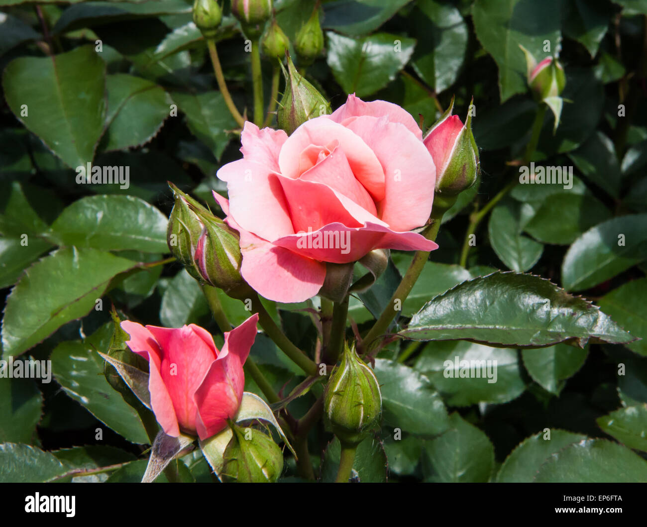 close-up of rose bush, buds and leaves of a rose garden Stock Photo - Alamy