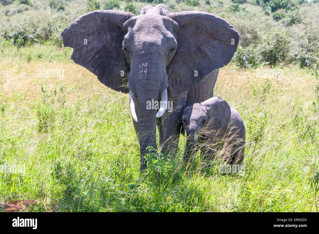 elephant family walking in the savanna Stock Photo - Alamy