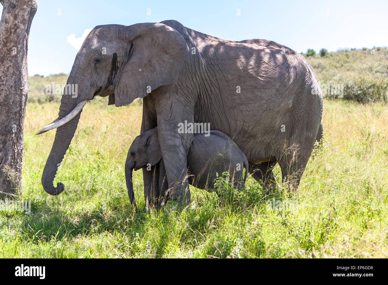 elephant family walking in the savanna Stock Photo - Alamy