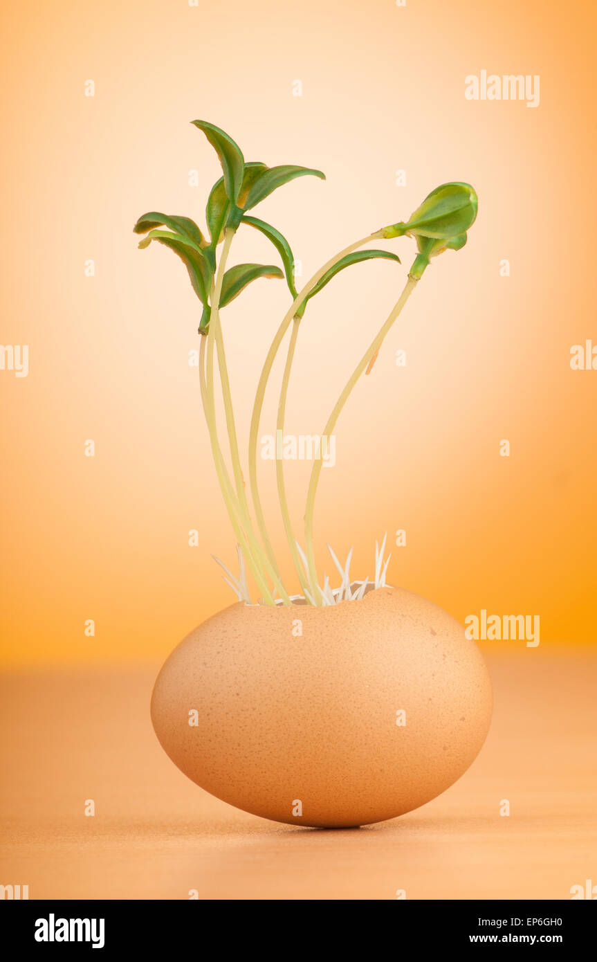 Eggs with green seedling in new life concept Stock Photo - Alamy