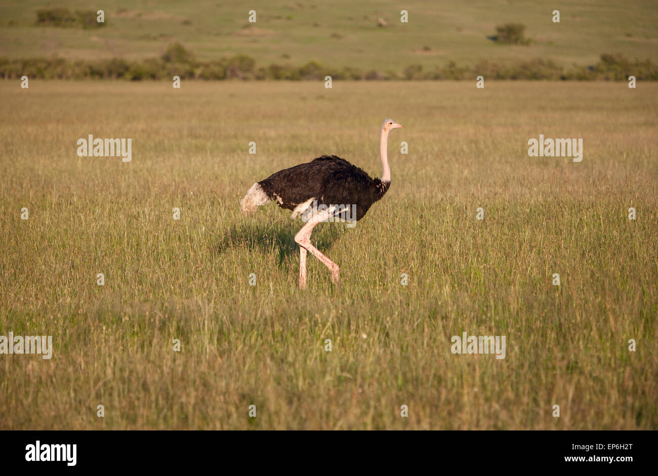 Ostrich walking on savanna in Africa. Safari. Kenya Stock Photo - Alamy