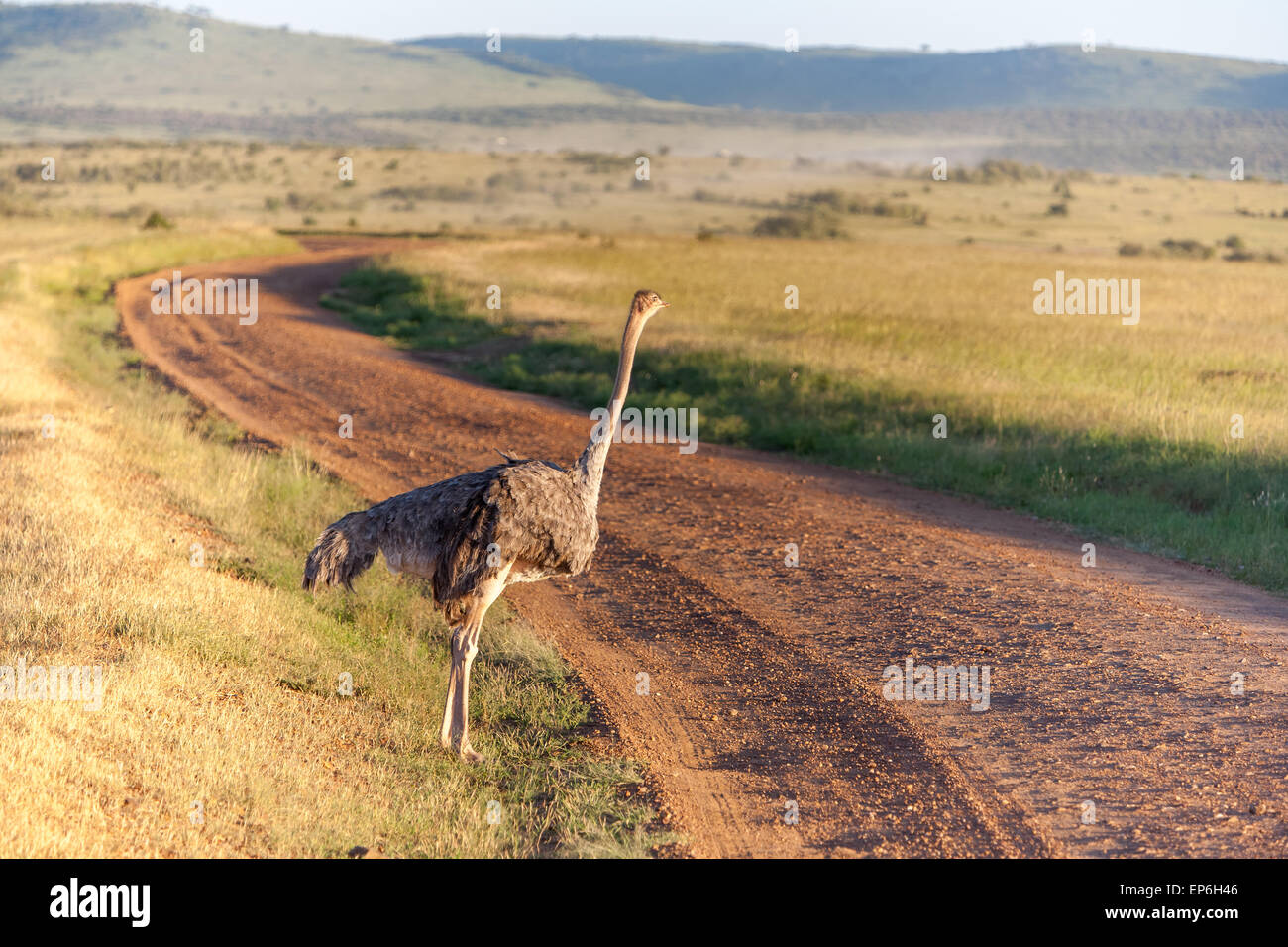 Ostrich walking on savanna in Africa. Safari. Kenya Stock Photo - Alamy