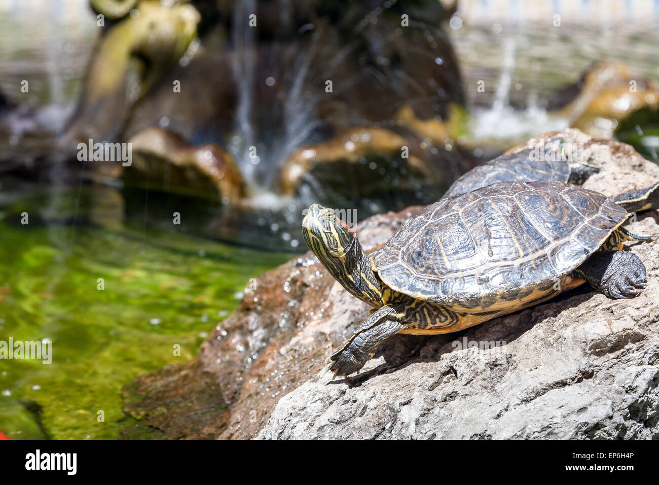 Red Ear Slider Turtles High Resolution Stock Photography and Images - Alamy