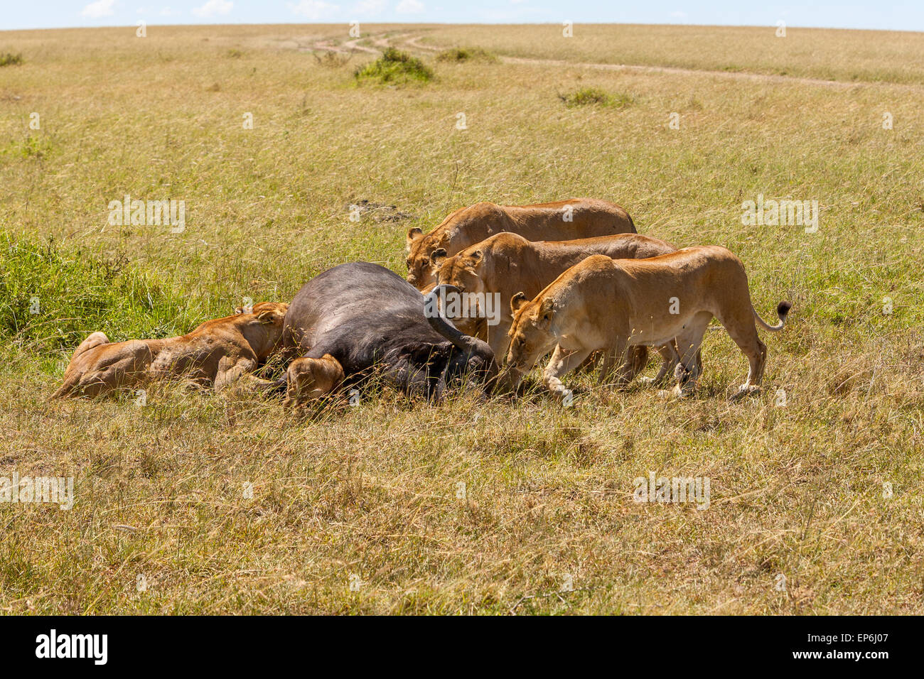 Lion springs hi-res stock photography and images - Alamy