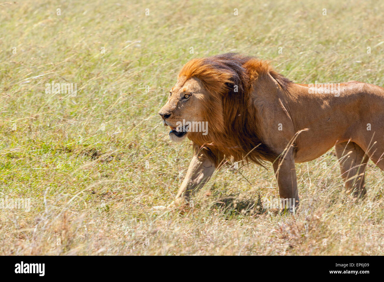 Lion claws close up hi-res stock photography and images - Alamy