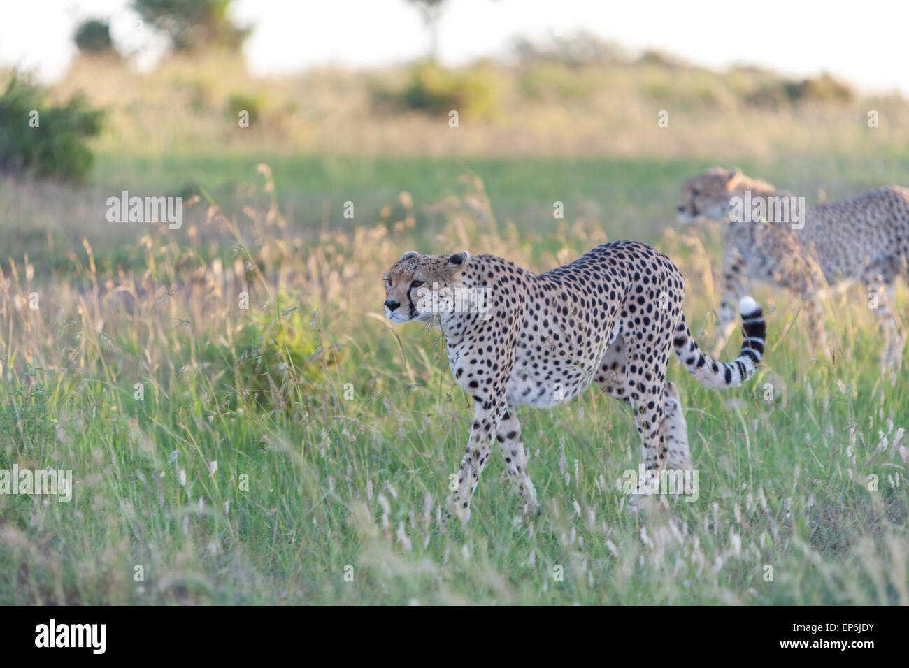 Female cheetah stare hi-res stock photography and images - Alamy