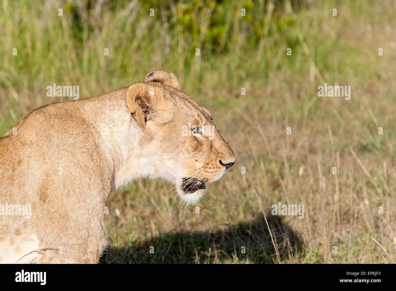 Young lioness on savanna grass background Stock Photo - Alamy