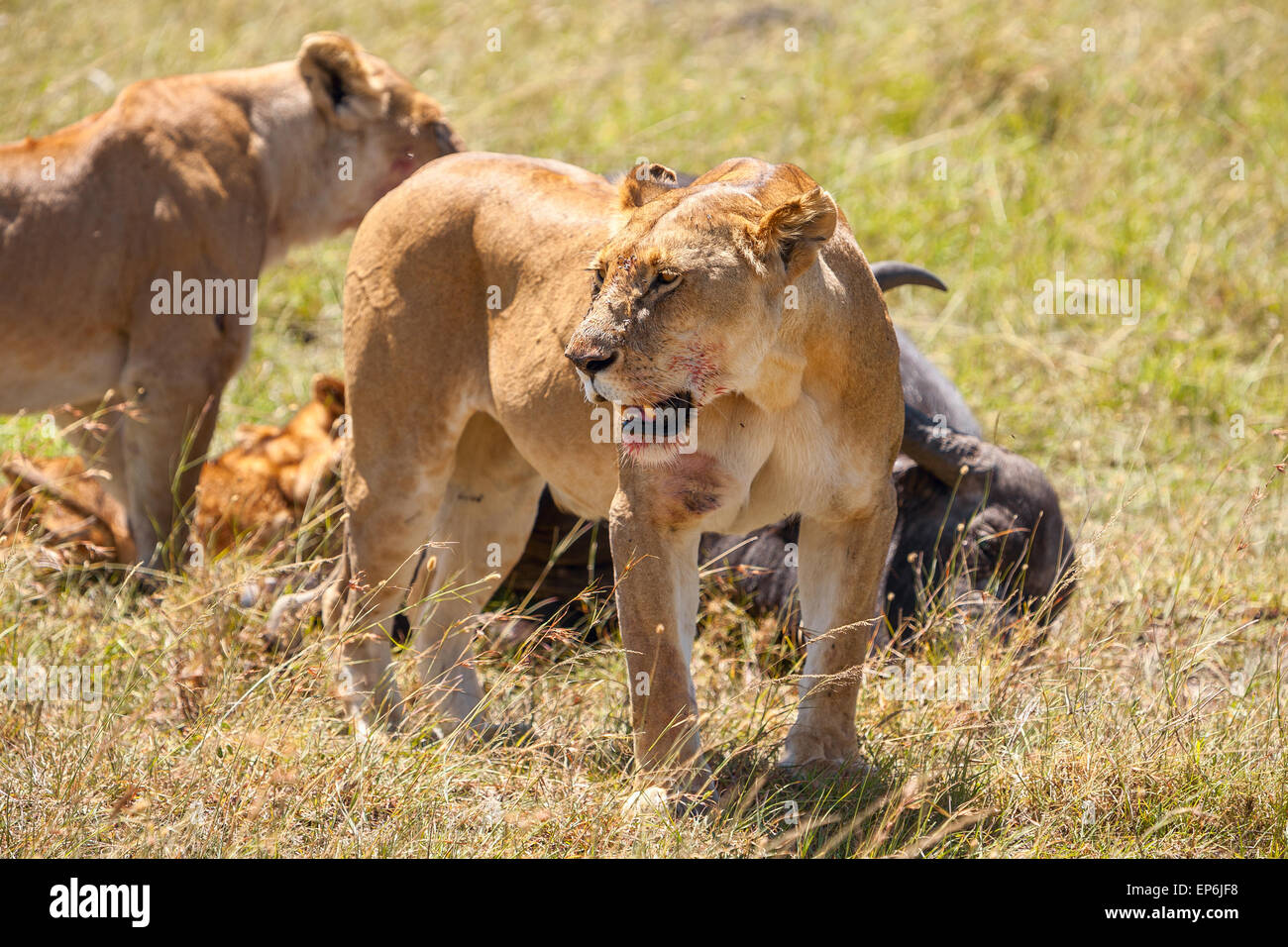 Male female lions feeding on hi-res stock photography and images - Alamy