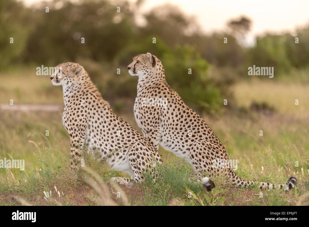 The two cheetahs Stock Photo - Alamy