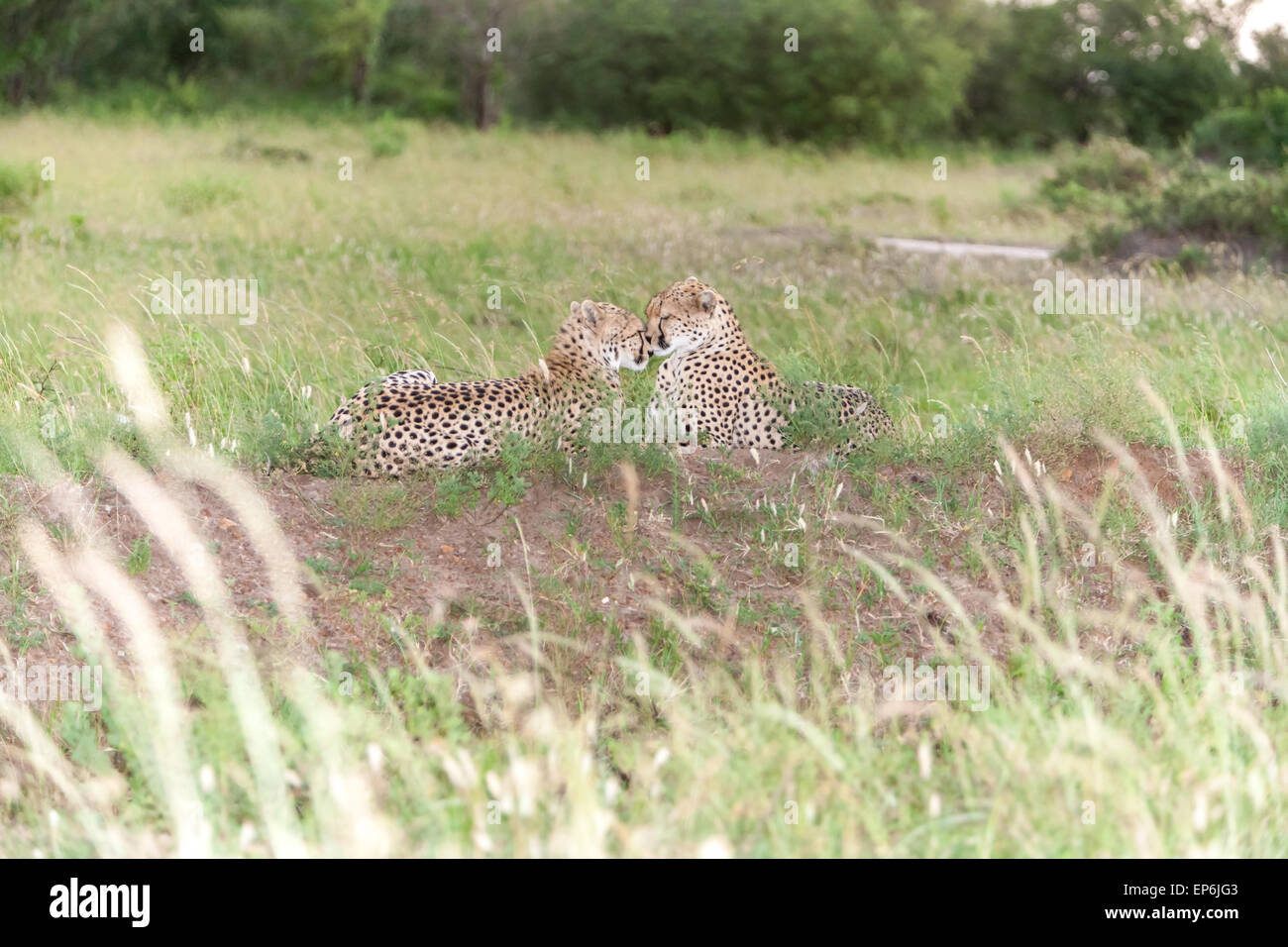 The two cheetahs Stock Photo - Alamy