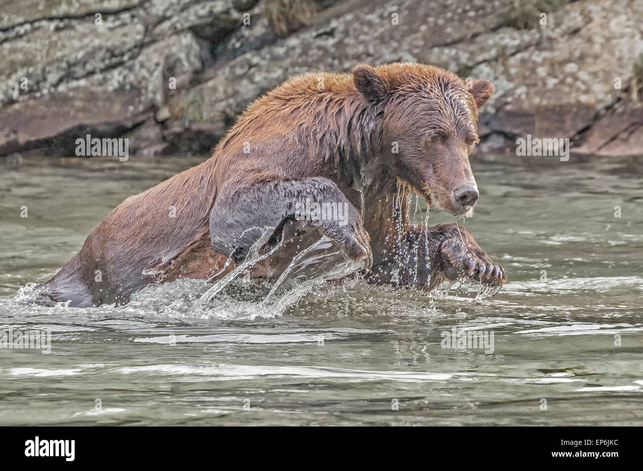 Bear in river hi-res stock photography and images - Alamy