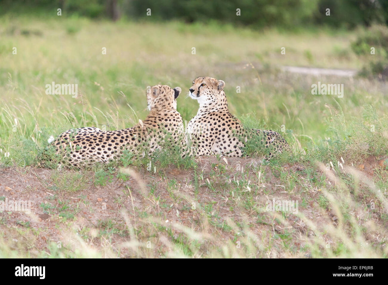The two cheetahs Stock Photo - Alamy