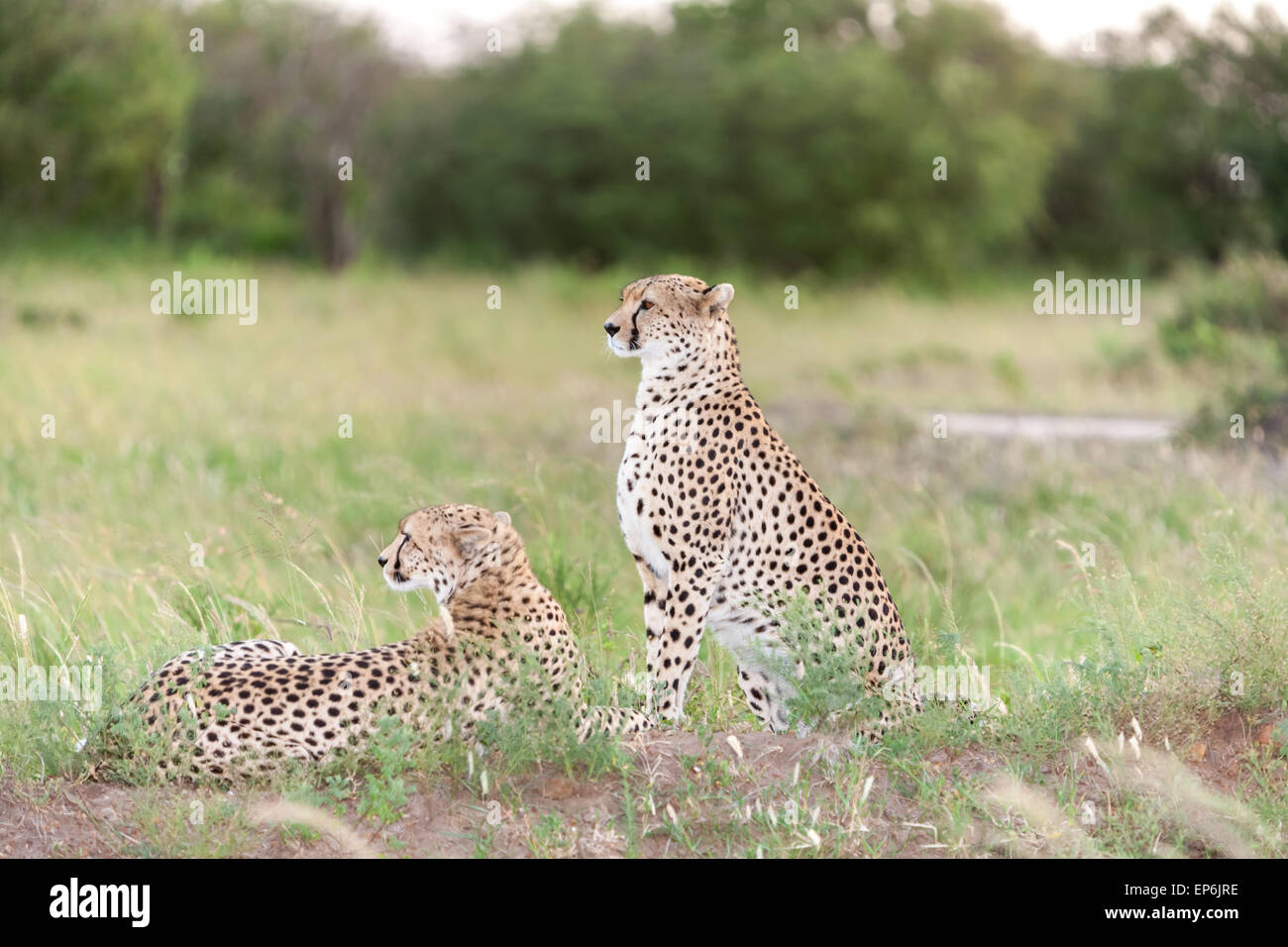 The two cheetahs Stock Photo - Alamy