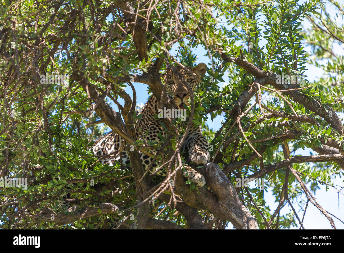 Leopard in big tree Stock Photo - Alamy
