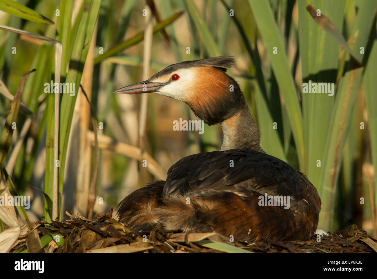Female great crested grebe hi-res stock photography and images - Alamy