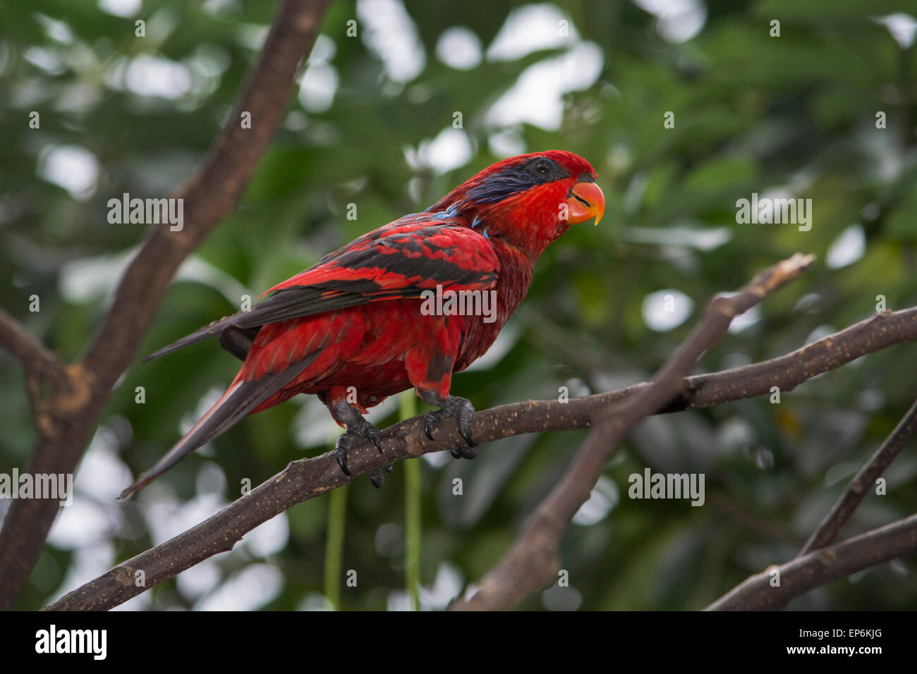 Singapore, Jurong Bird Park. Colorful red and black parrot Stock Photo ...