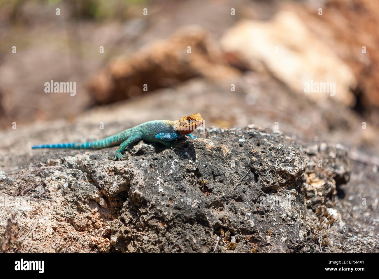 yellow and green lizard Stock Photo - Alamy