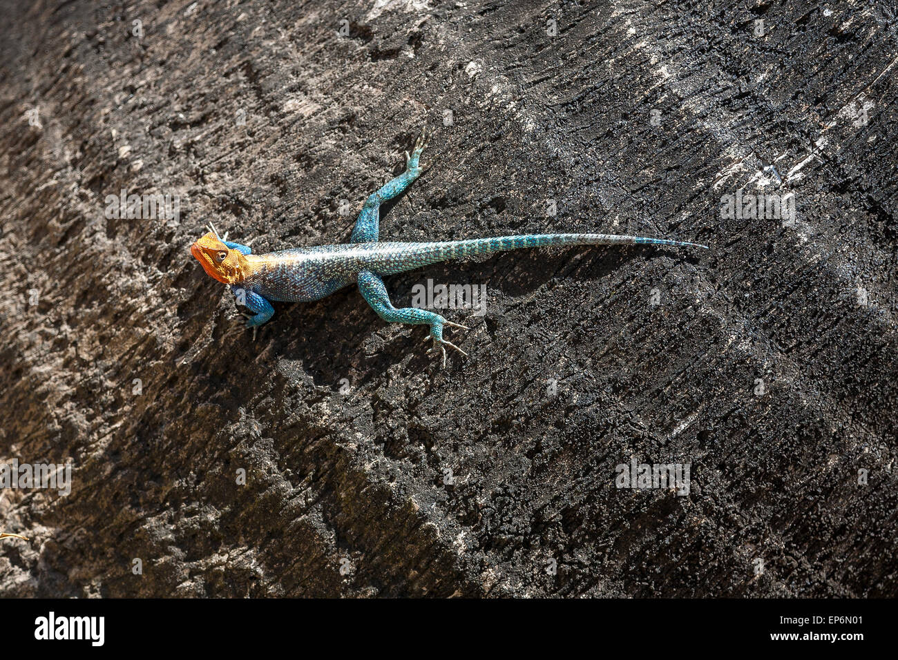Lizard eating cockroach hi-res stock photography and images - Alamy