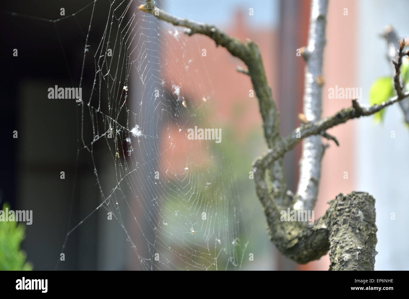 Closeup spider net tree hi-res stock photography and images - Alamy