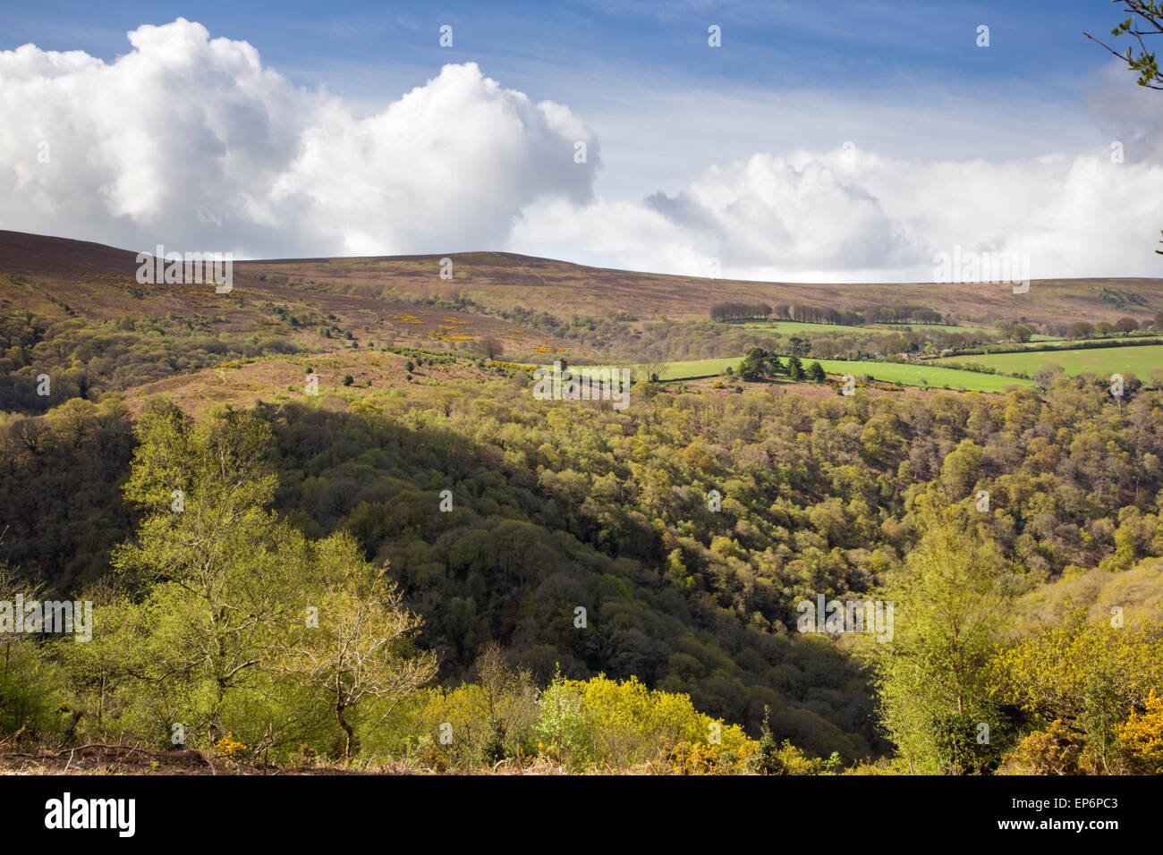 Springtime over Honer Woods near Porlock, Exmoor National Park ...