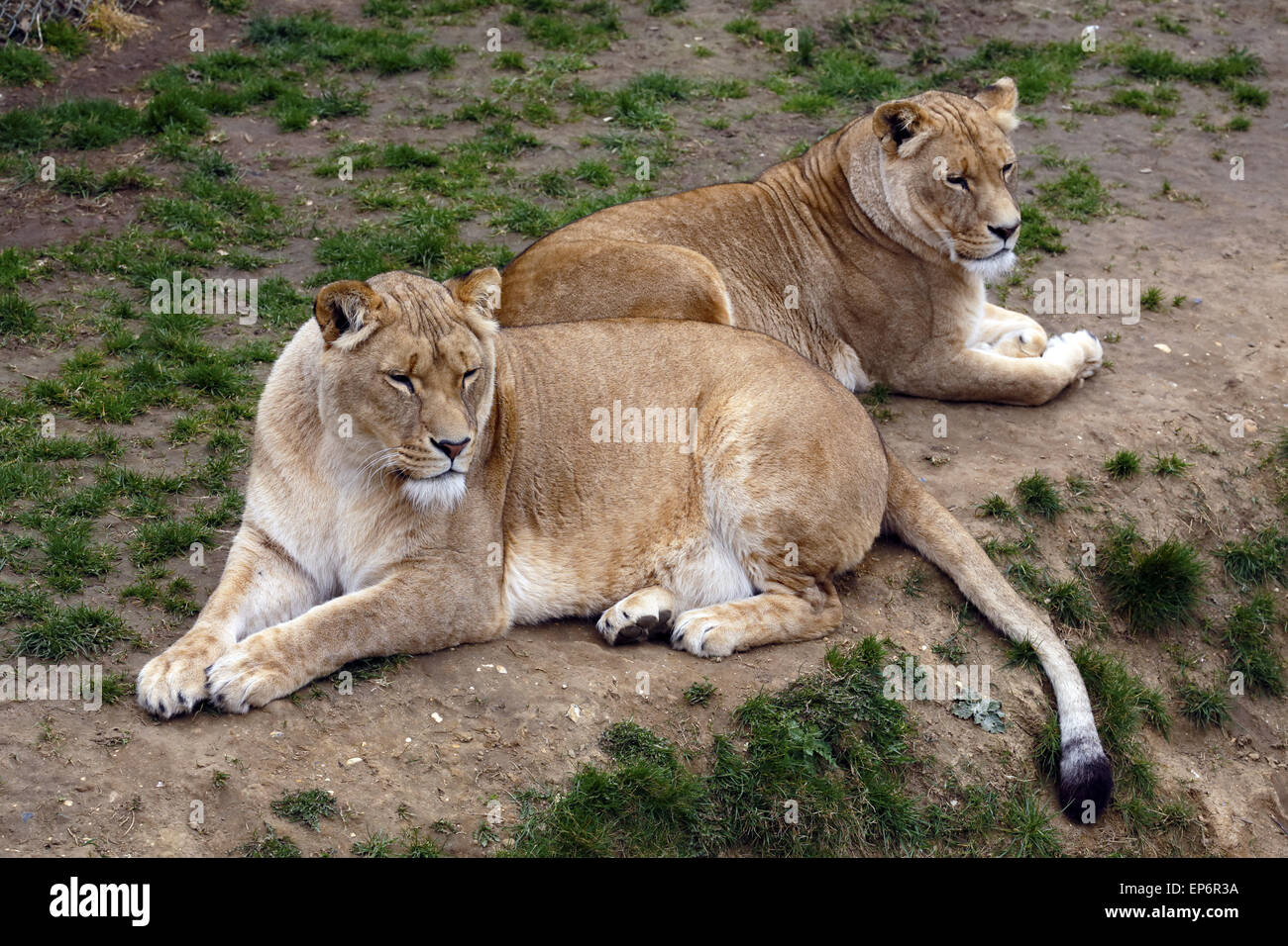 Two lioness hi-res stock photography and images - Alamy