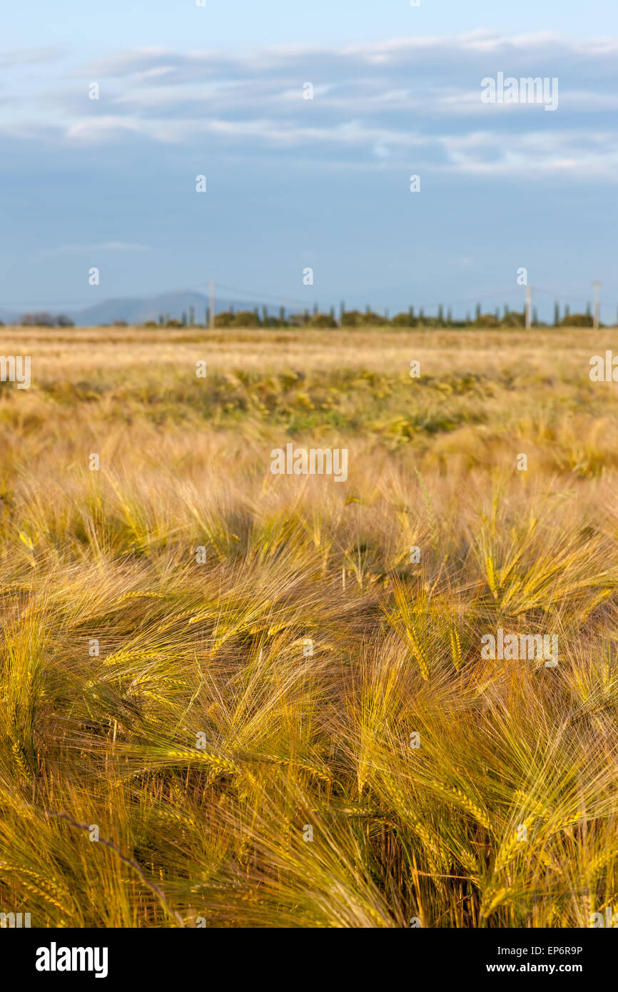 Wheat growing in green farm field Stock Photo - Alamy