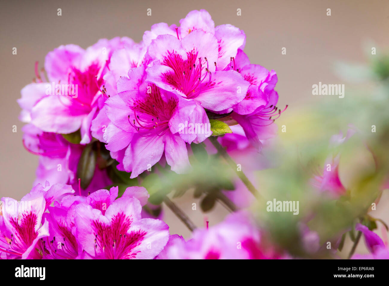 Pink Azalea flowers Stock Photo - Alamy