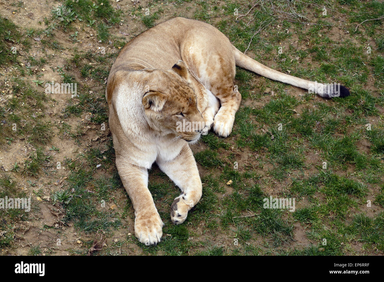 Lioness animal hi-res stock photography and images - Alamy