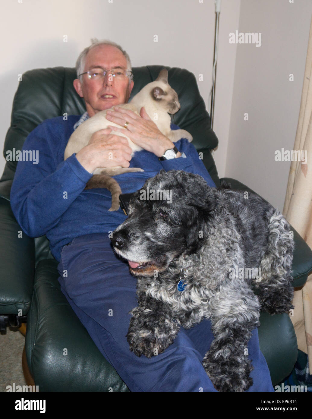 Cocker spaniel with cat hi-res stock photography and images - Alamy