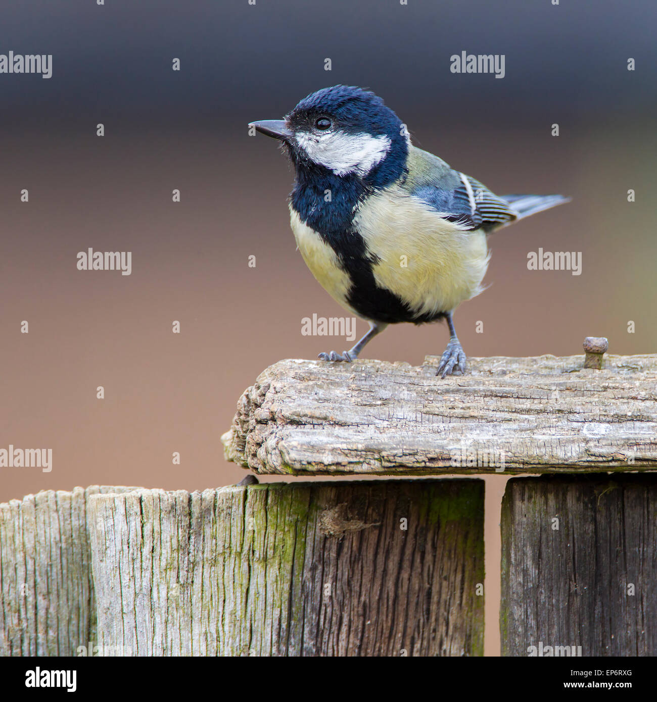Great Tit Parus major (Paridae Stock Photo - Alamy