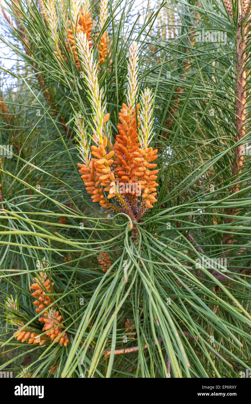 Young buds of a pine ordinary on green background Stock Photo - Alamy